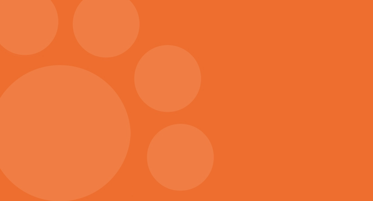 Cat Lifespan - What Is Average Cat Age Span - IAMS Philippines